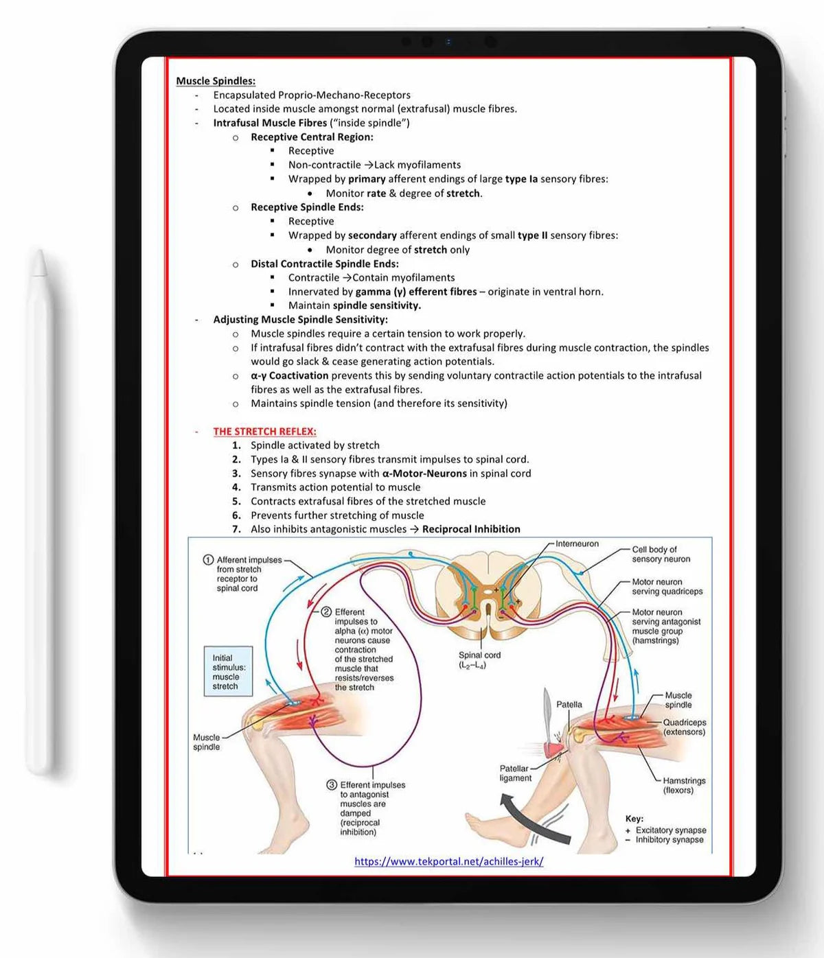 The Musculoskeletal System – The Med School
